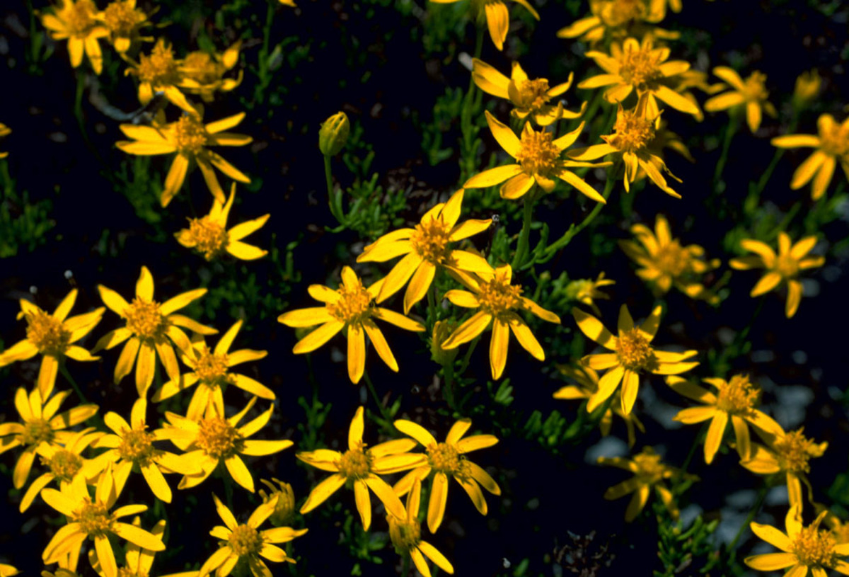 Ragwort | FWS.gov