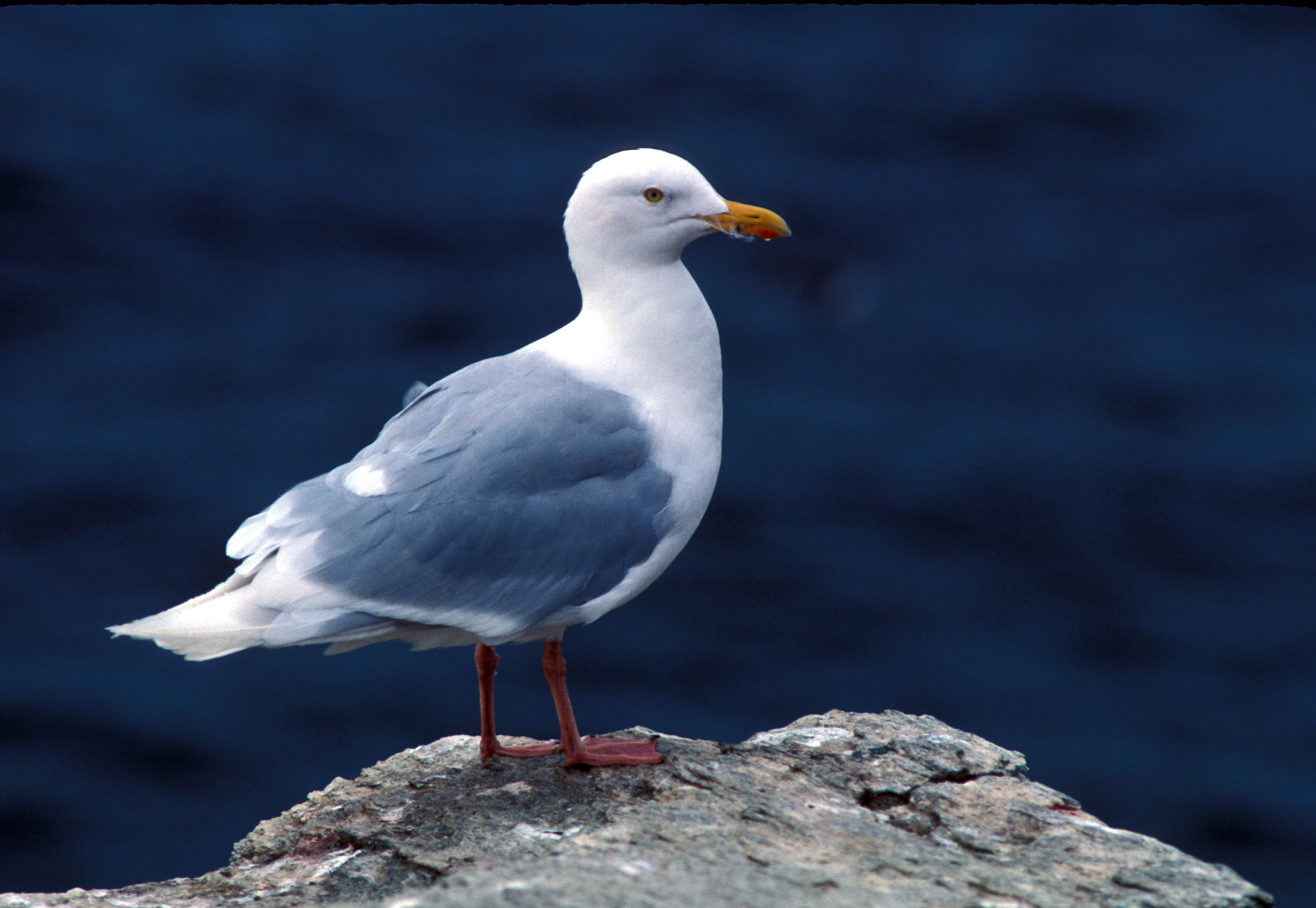 Glaucous Gull | FWS.gov