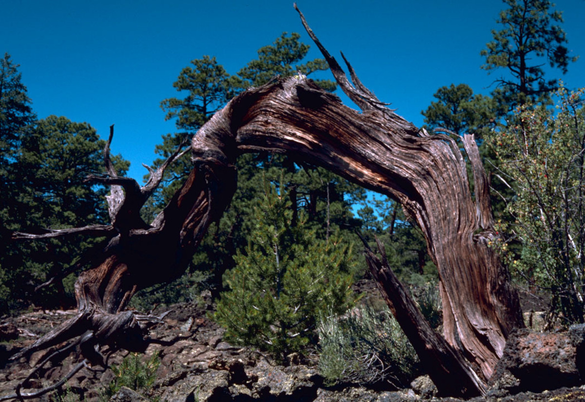 El Malpais National Monument | FWS.gov