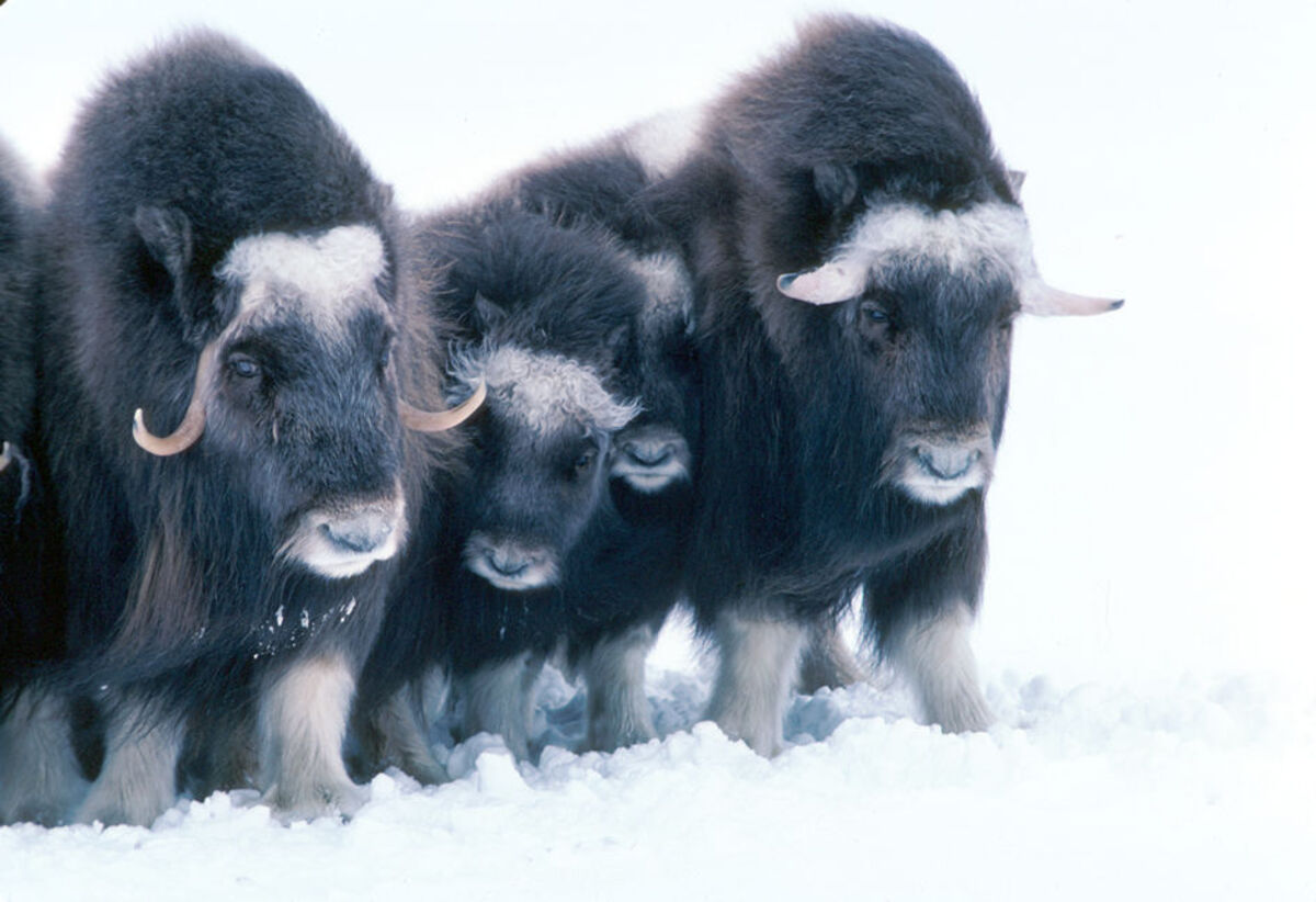 Muskoxen | FWS.gov