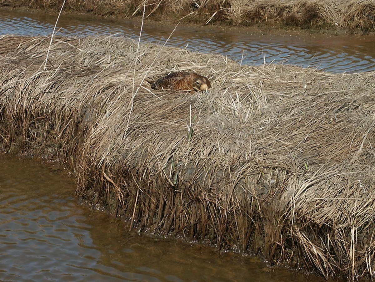 Spectacled eider female on nest | FWS.gov