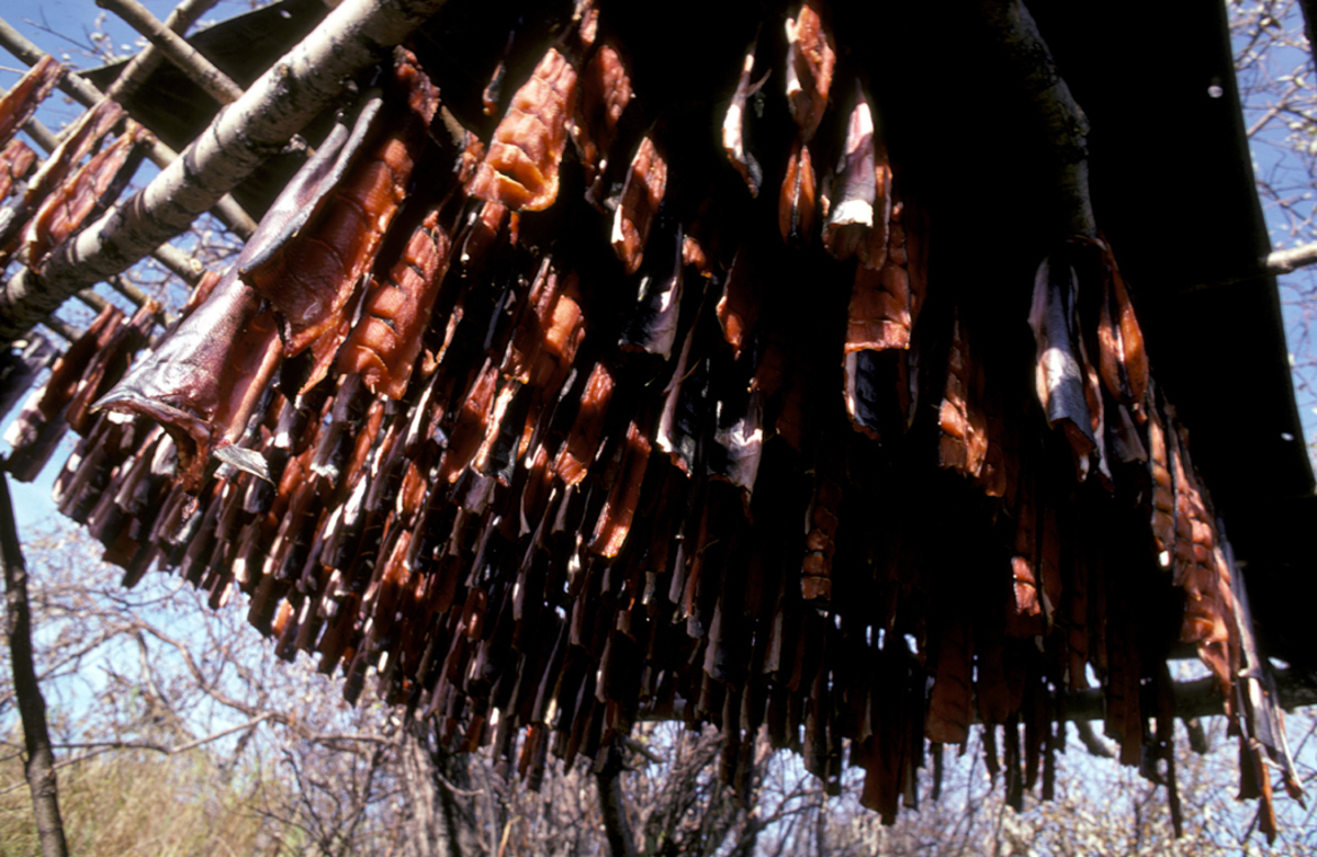 Salmon on drying racks | FWS.gov