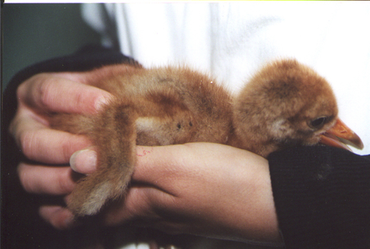 Whooping crane chick | FWS.gov