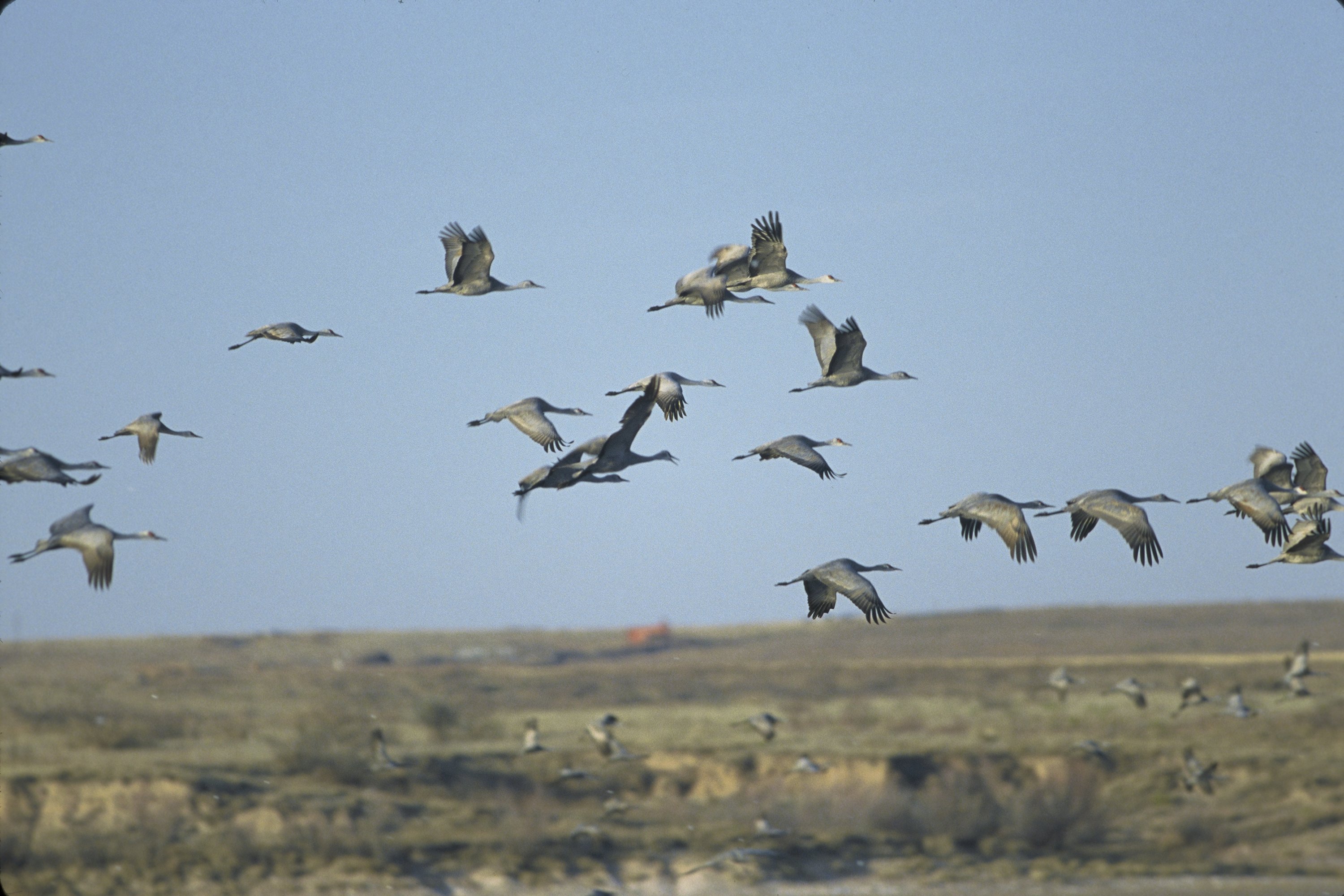 Sandhill Cranes | FWS.gov