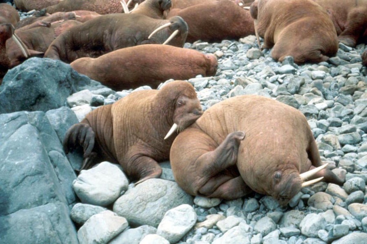 Walrus pair | FWS.gov