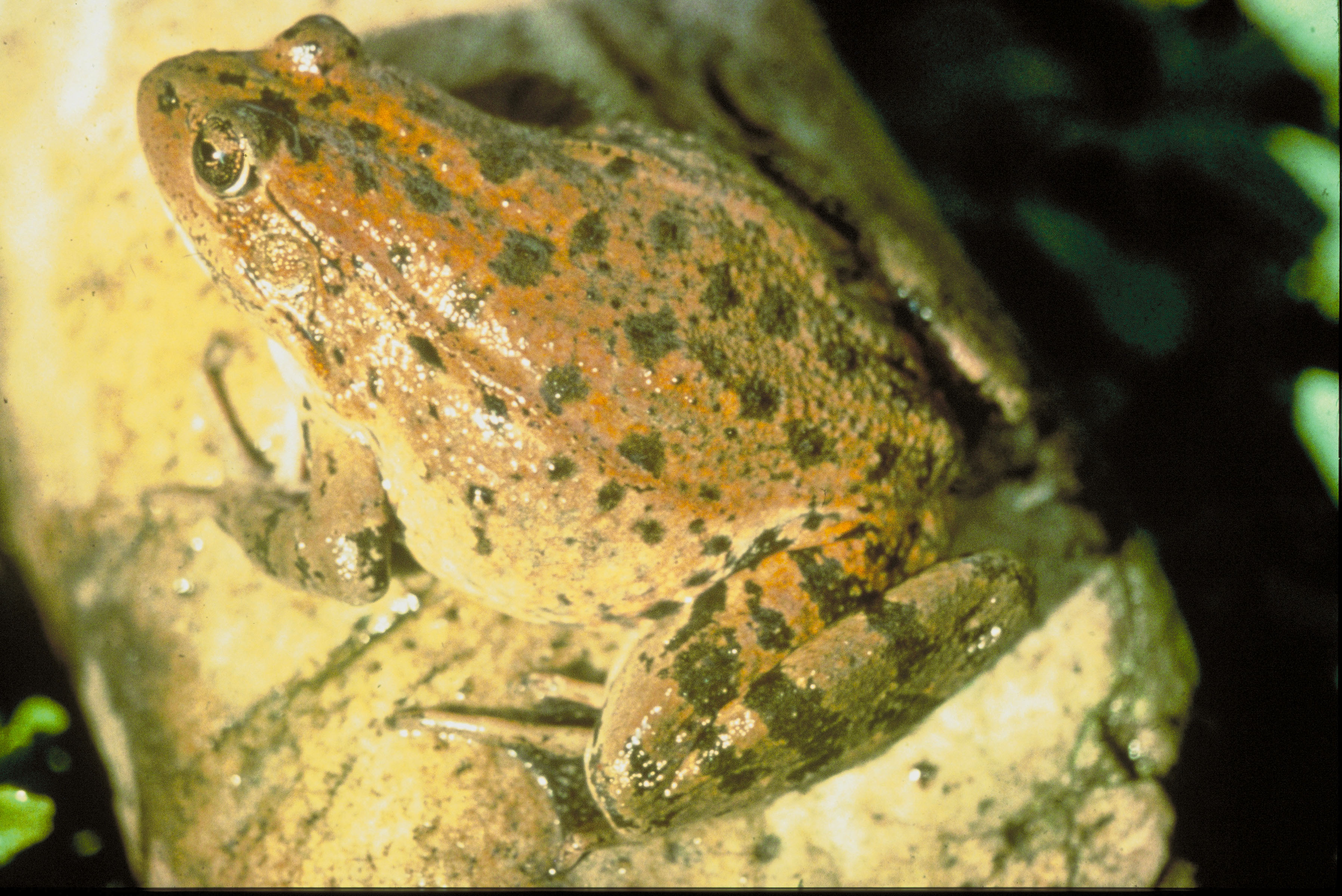 Red-legged Frog | FWS.gov