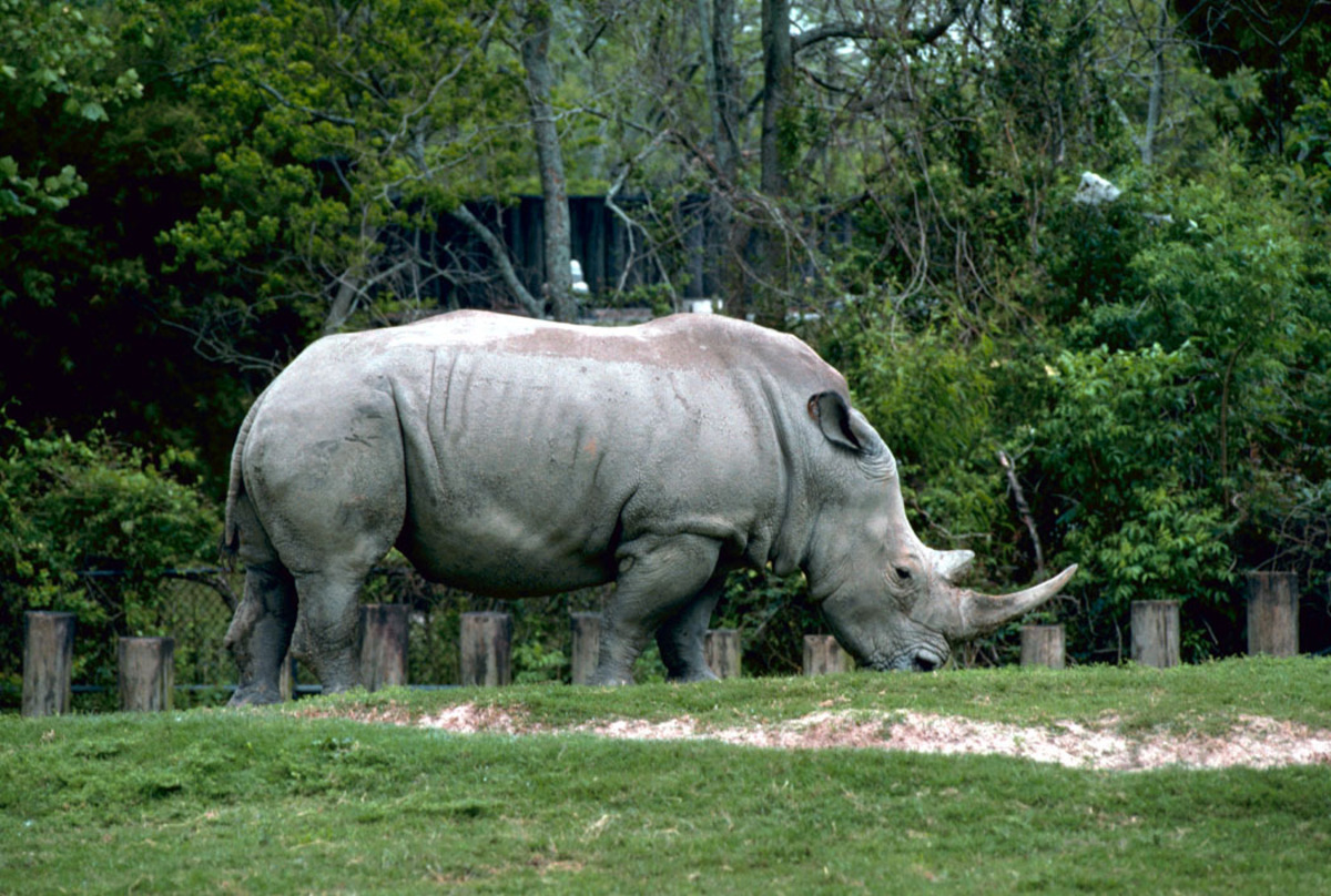 White Rhino | FWS.gov