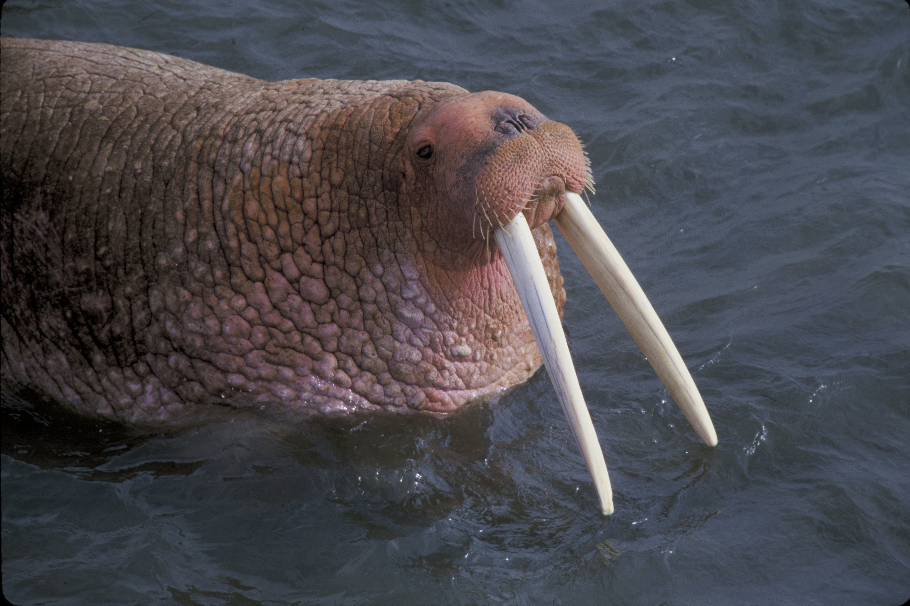 Togiak National Wildlife Refuge | FWS.gov