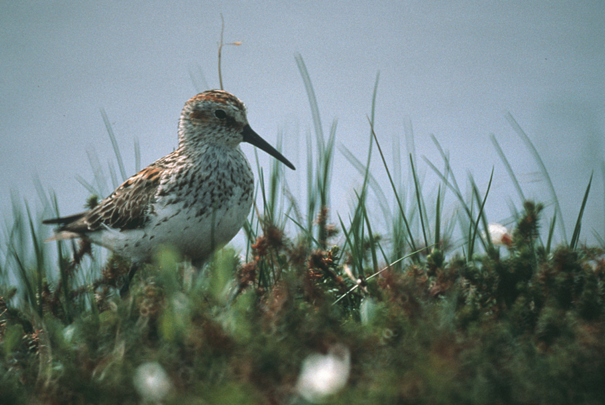 Western Sandpiper | FWS.gov