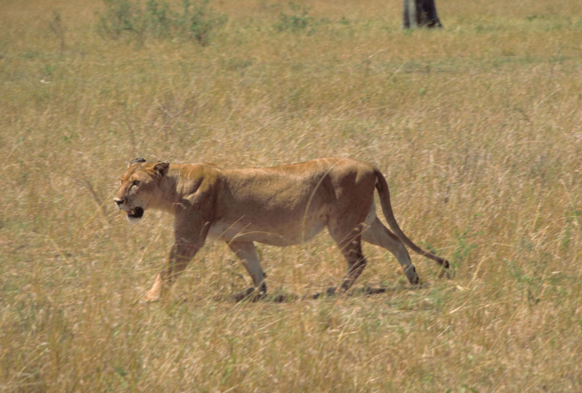 African Lion | FWS.gov