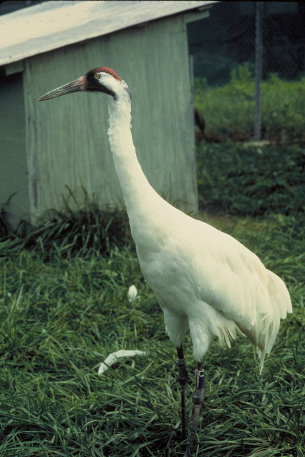 Whooping crane | FWS.gov