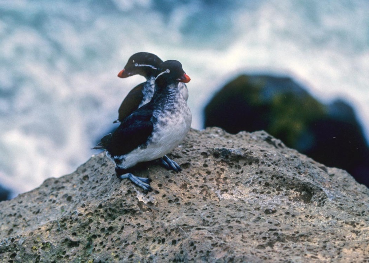 Parakeet Auklets | FWS.gov
