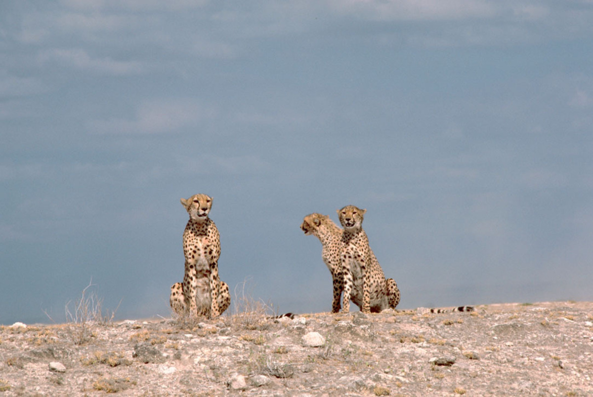 Three cheetahs sitting | FWS.gov