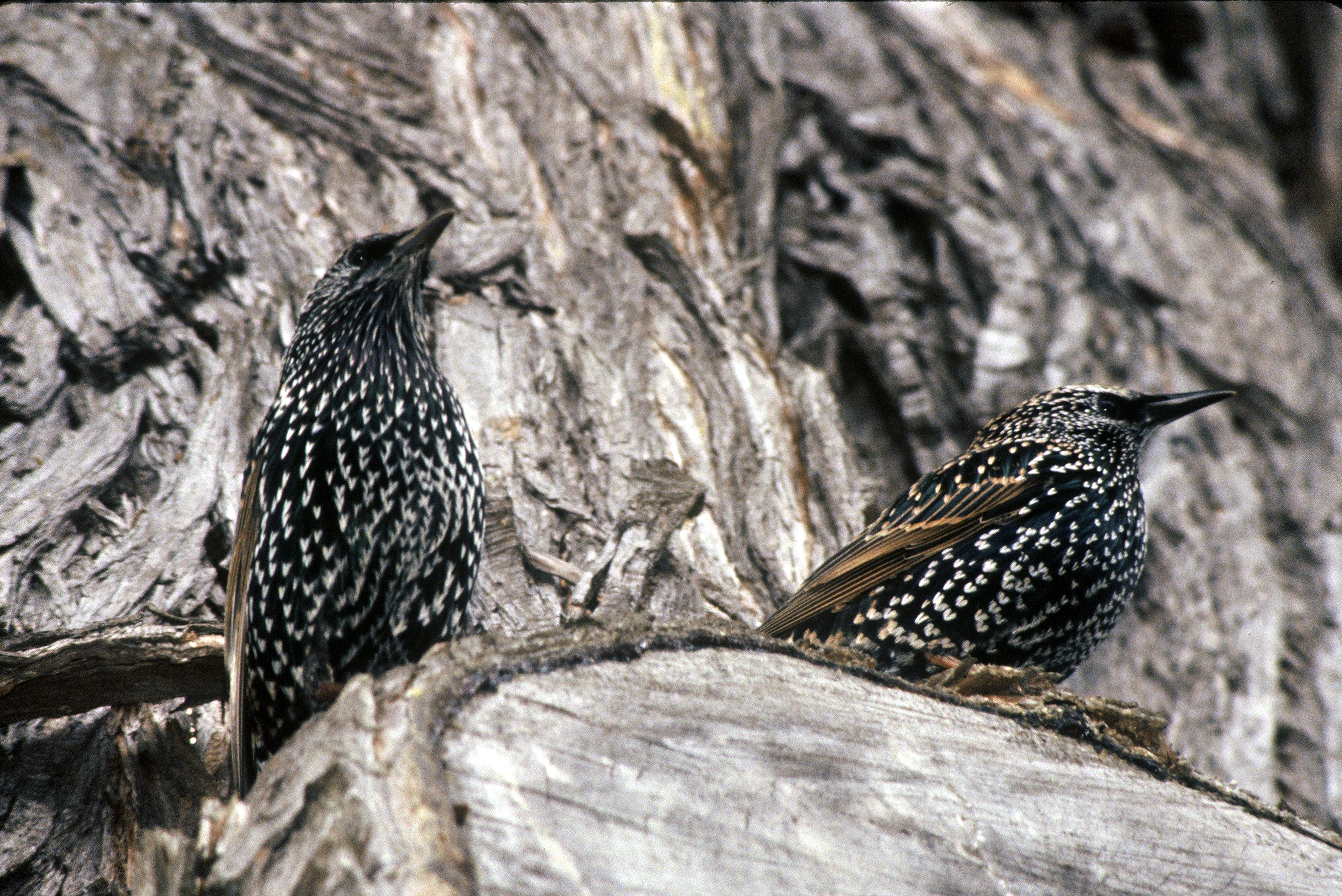 European Starling | FWS.gov