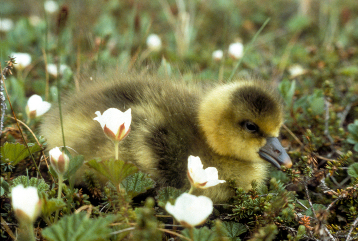White-fronted Goose gosling | FWS.gov