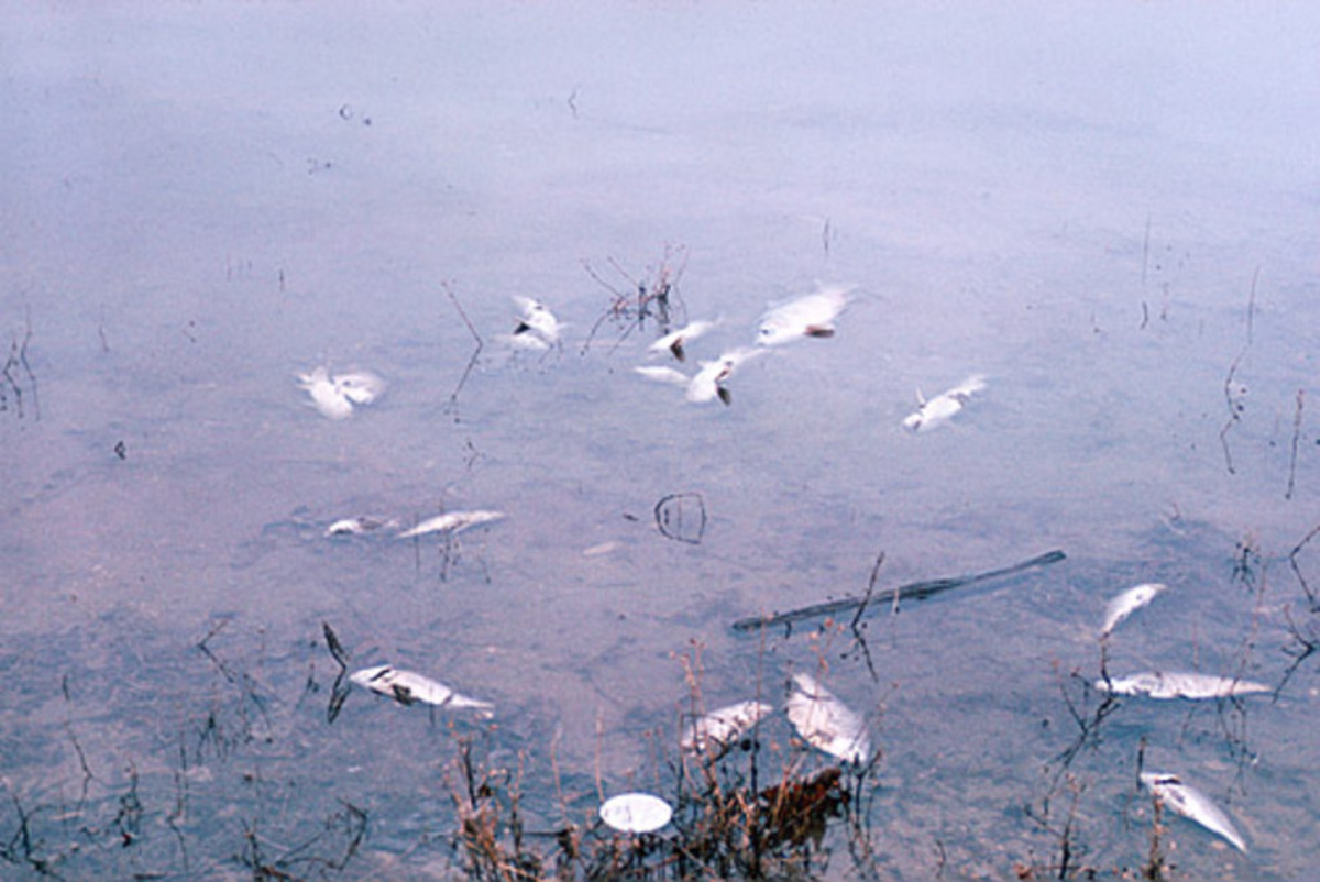 Water Pollution, Fish Kill | FWS.gov