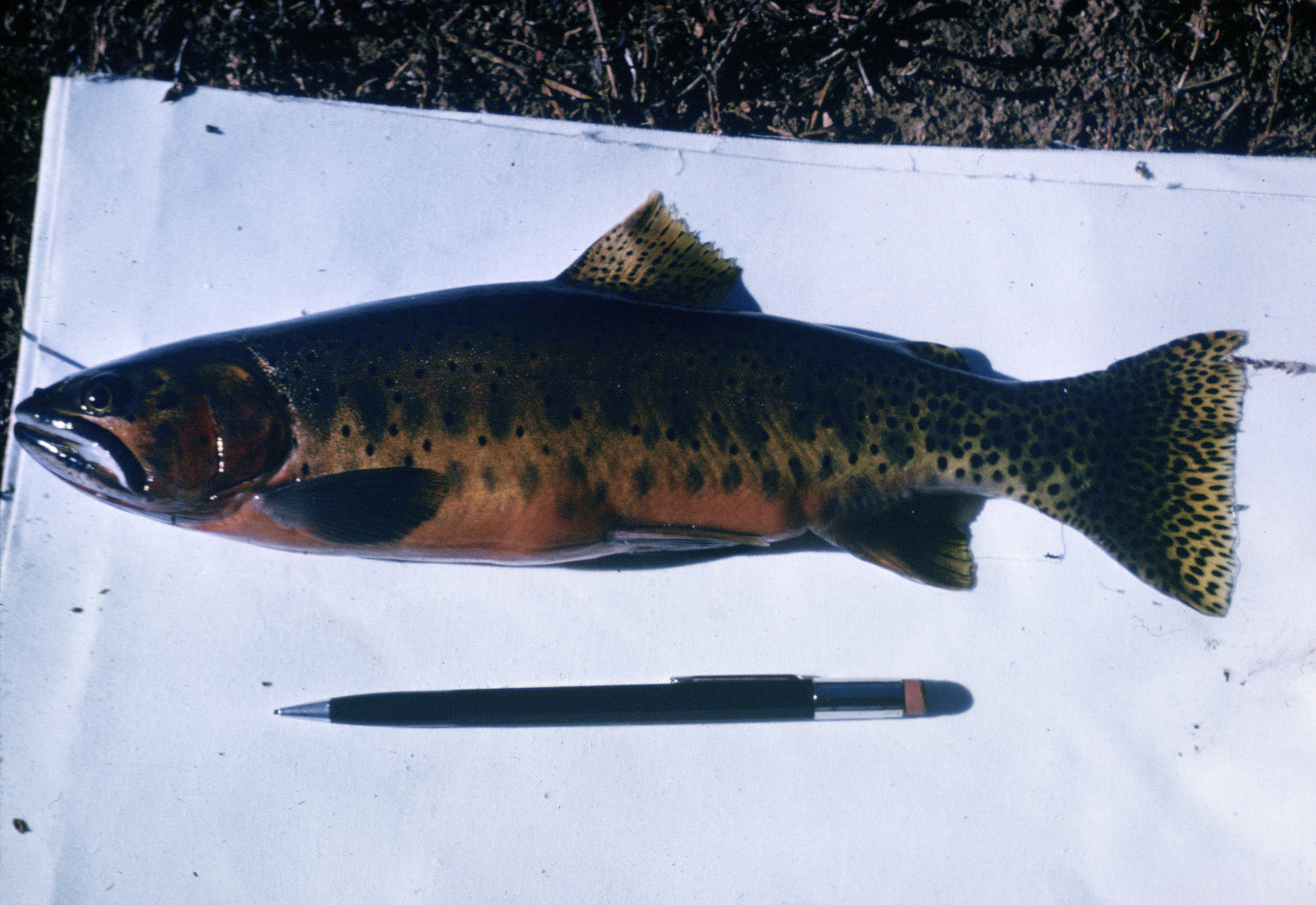 Cutthroat trout | FWS.gov