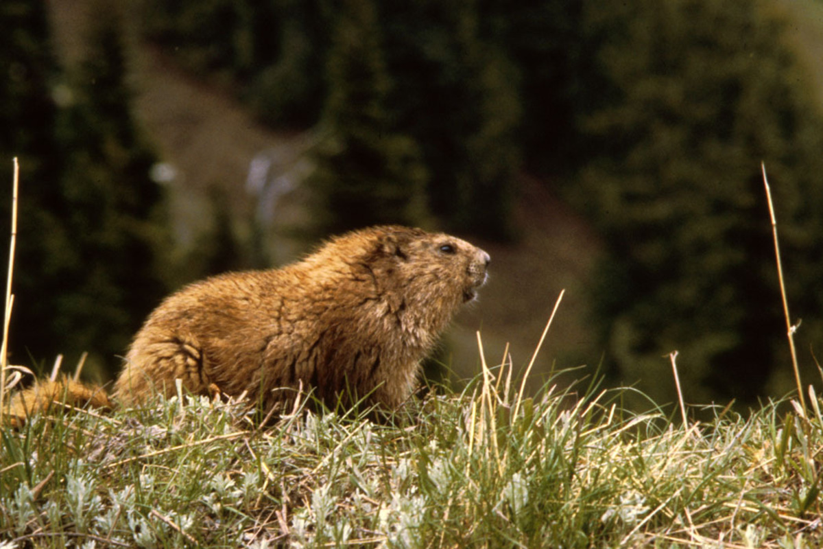 Marmot | FWS.gov