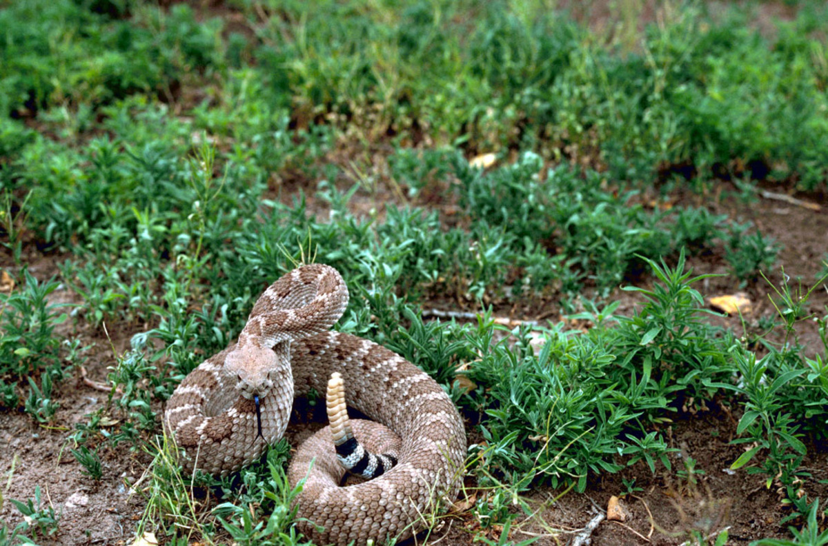 Western Diamondback Rattlesnake | FWS.gov