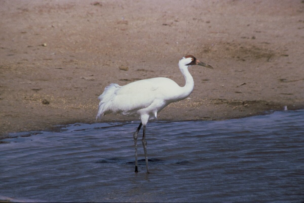 Whooping crane | FWS.gov