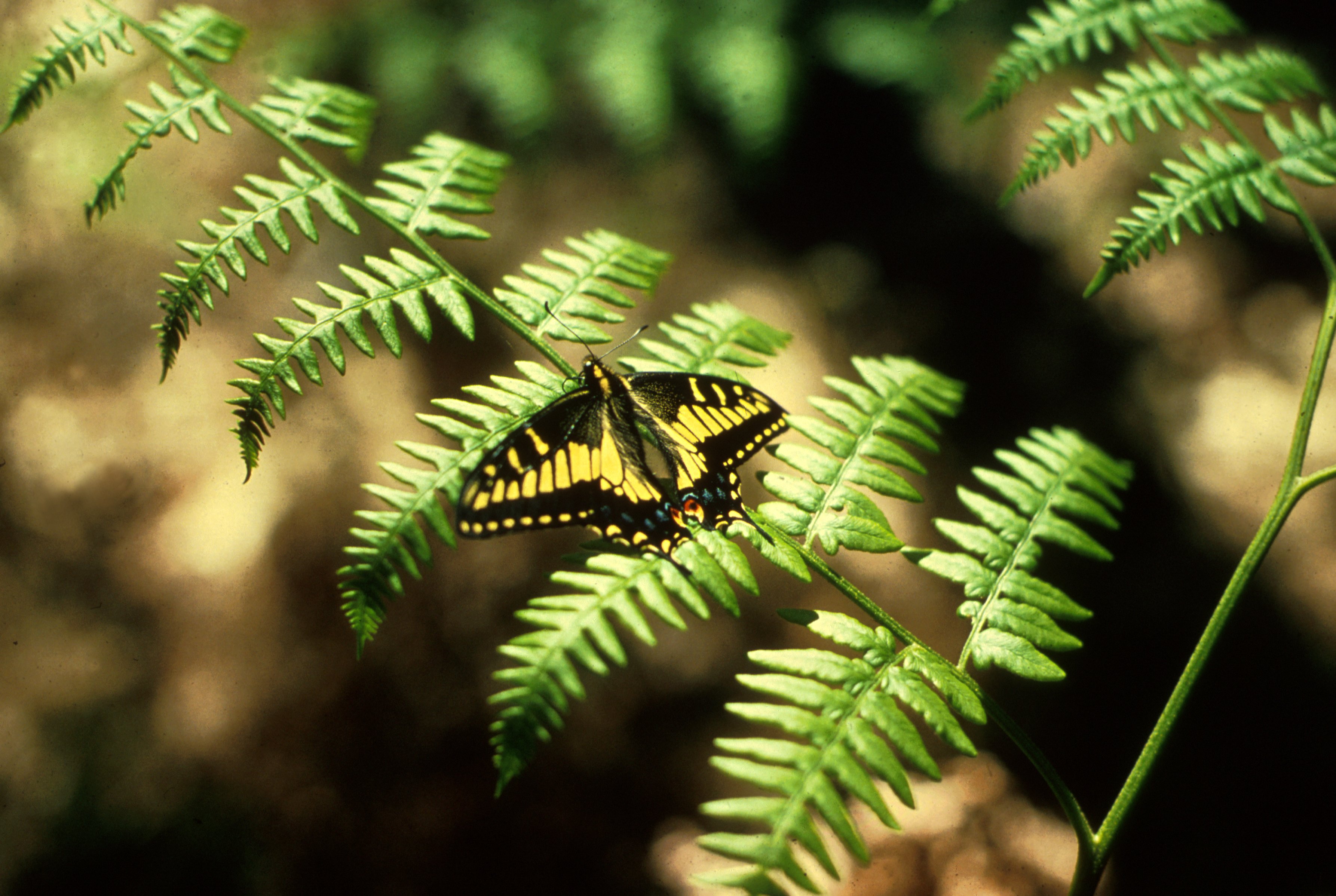 Swallowtail Butterfly | FWS.gov