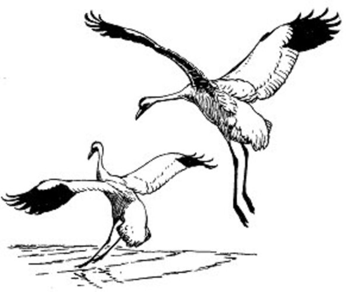 Whooping crane | FWS.gov
