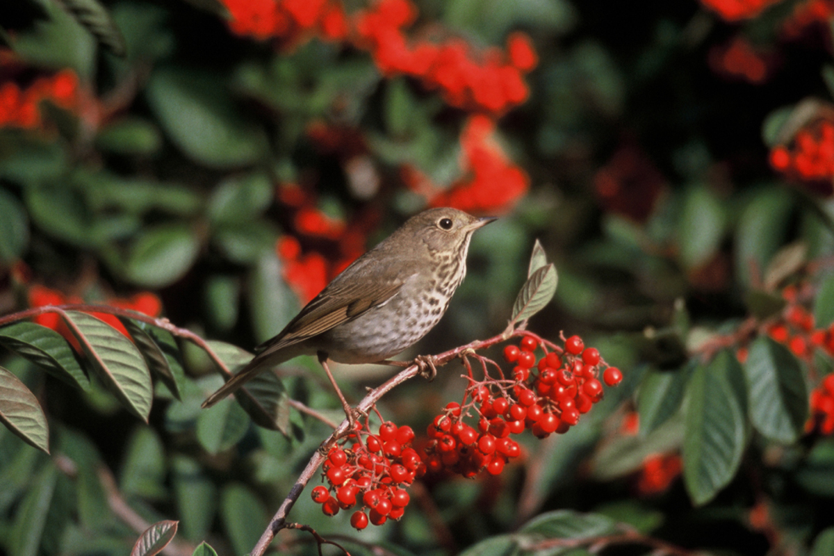 Hermit thrush | FWS.gov