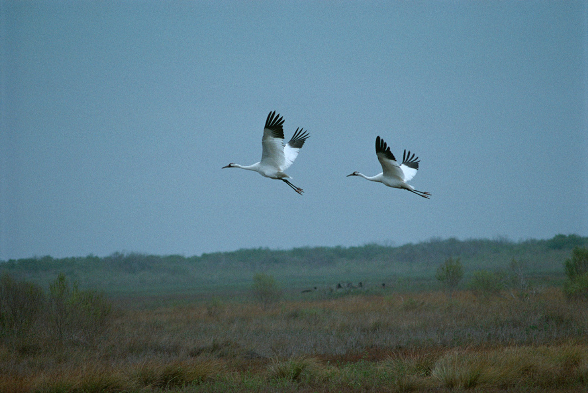 Whooping cranes | FWS.gov