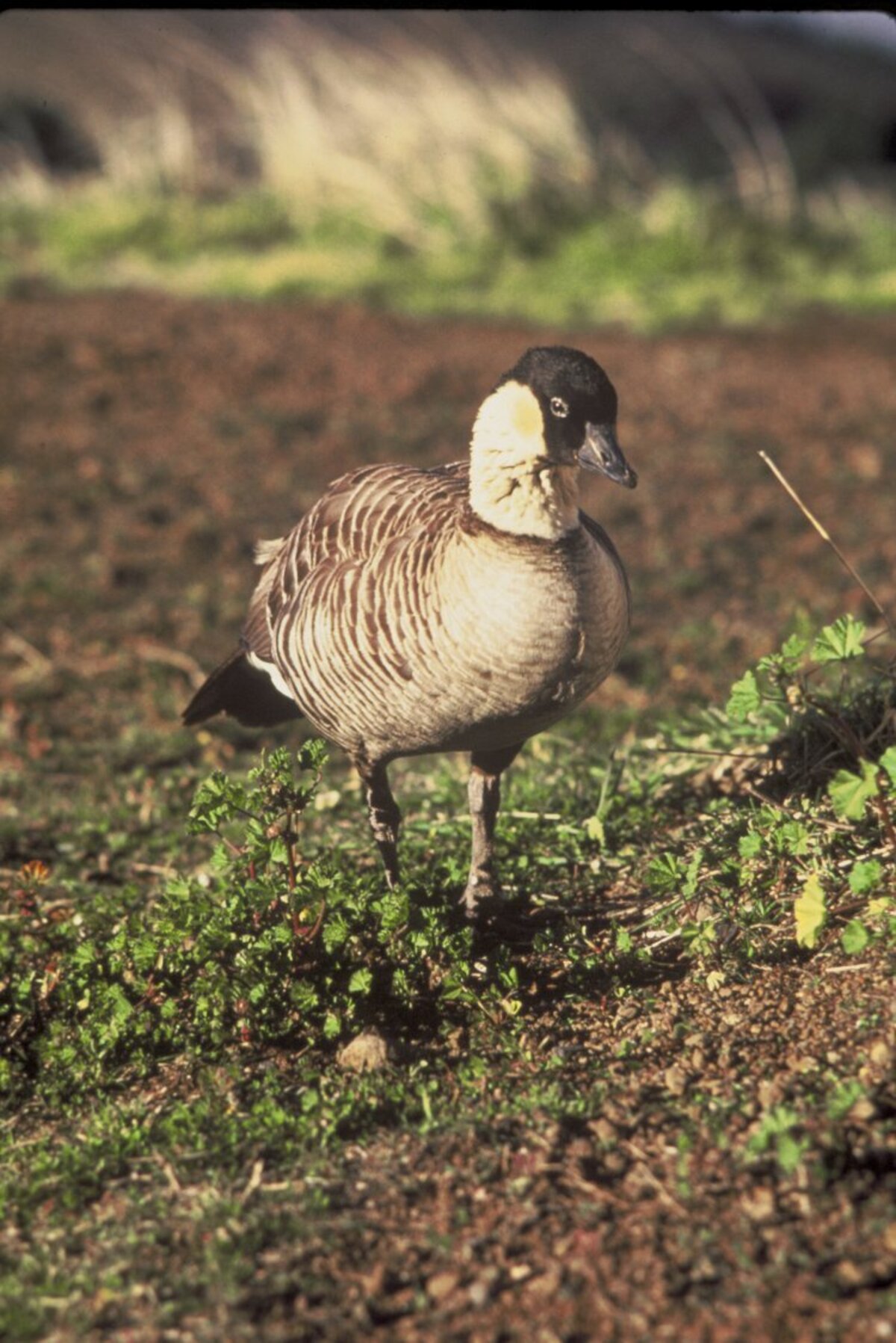 Nene Goose | FWS.gov