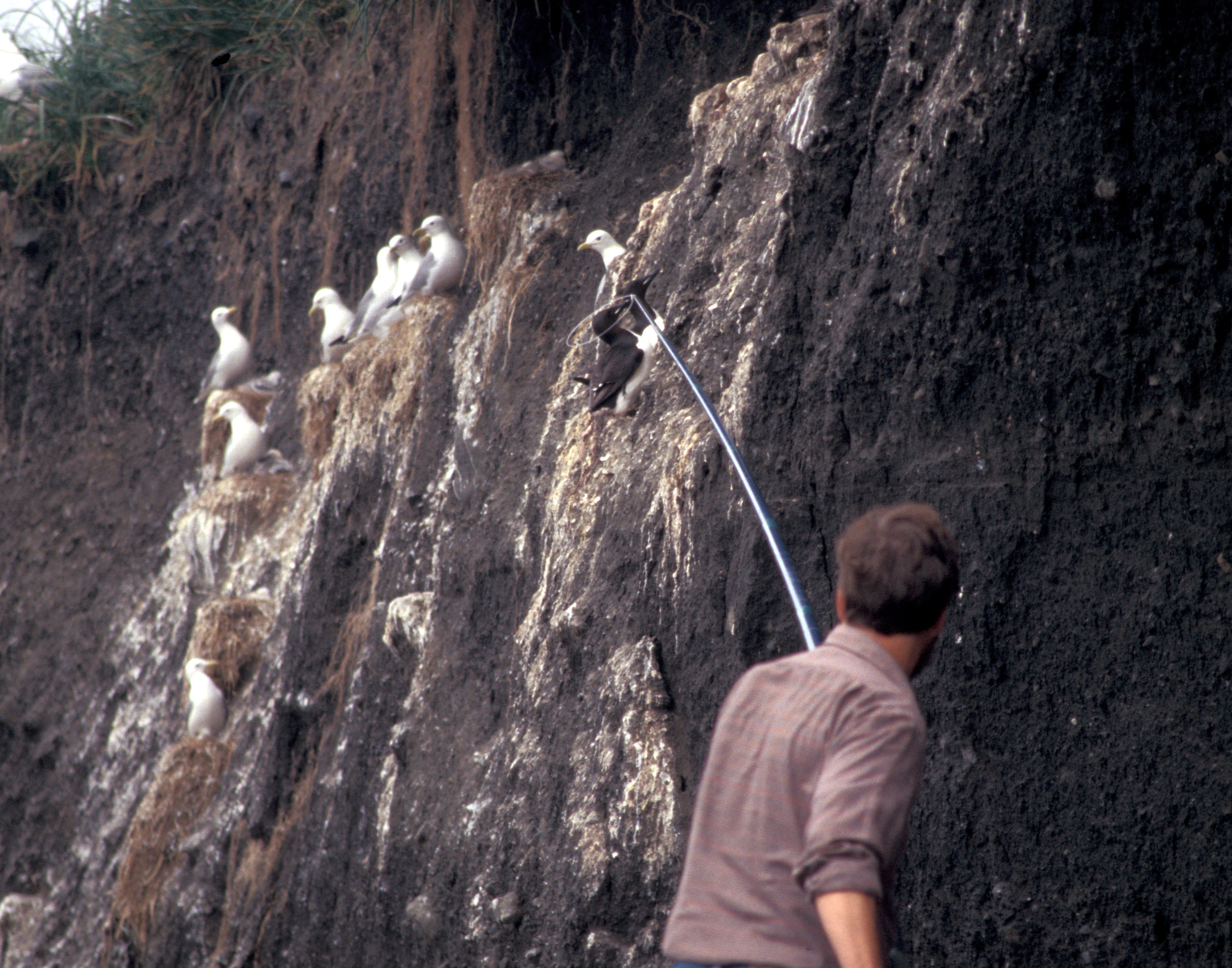 Common Murre noosing on Bogolslof Island | FWS.gov