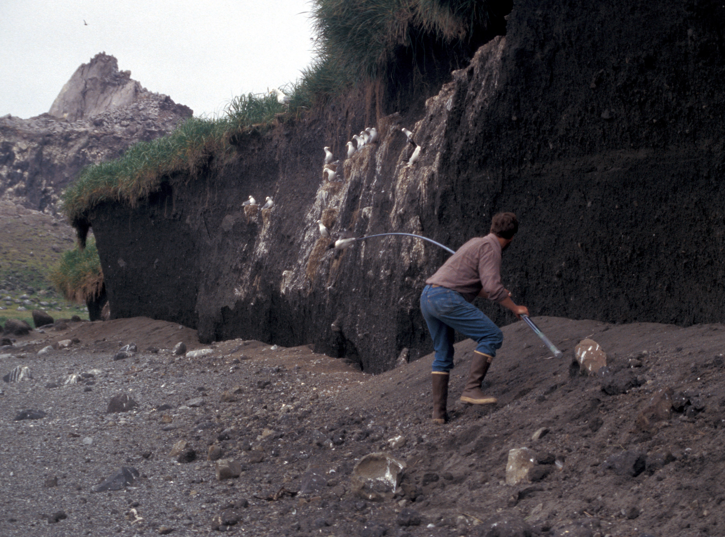 Common Murre noosing on Bogoslof Island | FWS.gov