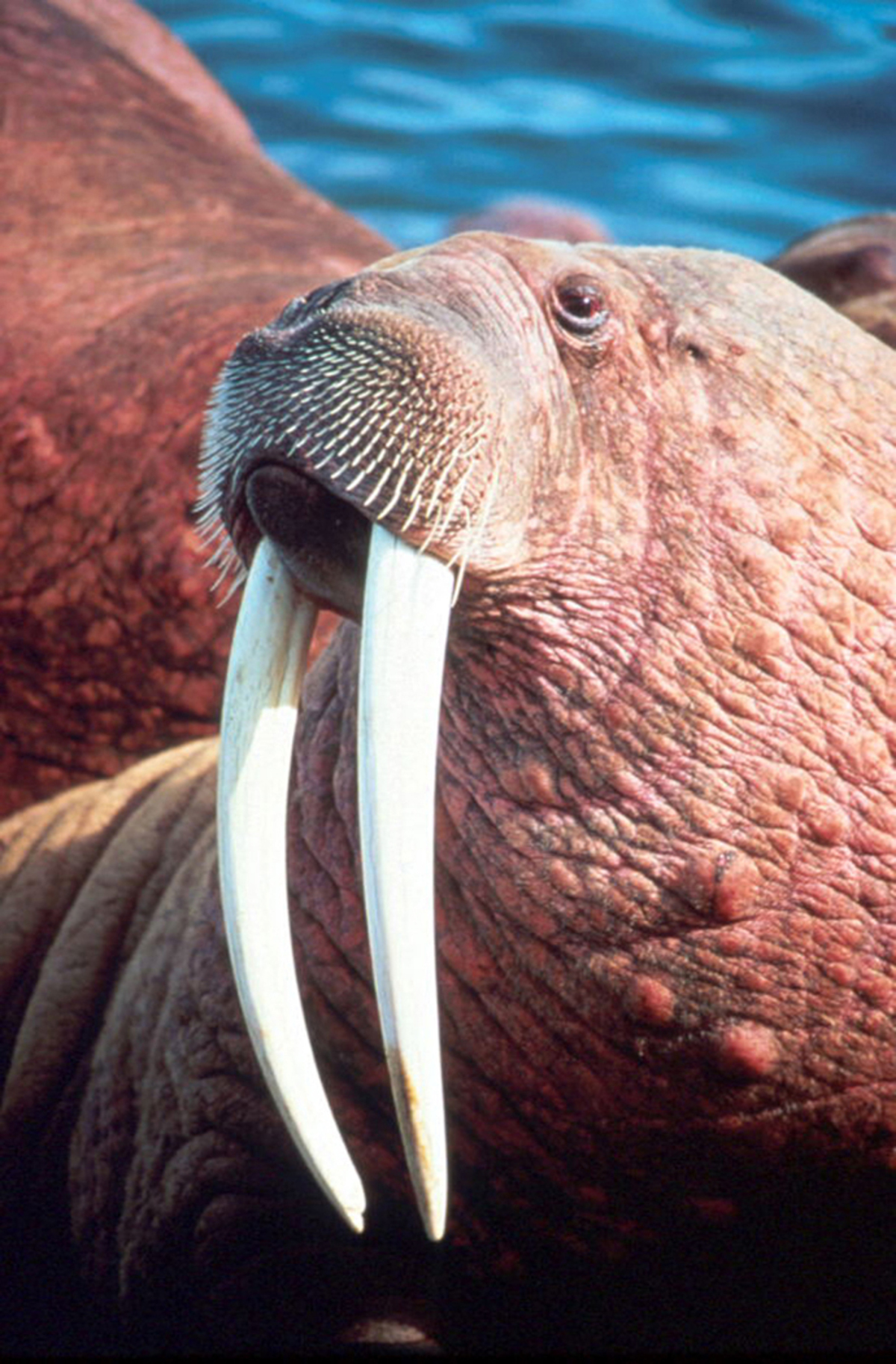 Walrus | FWS.gov