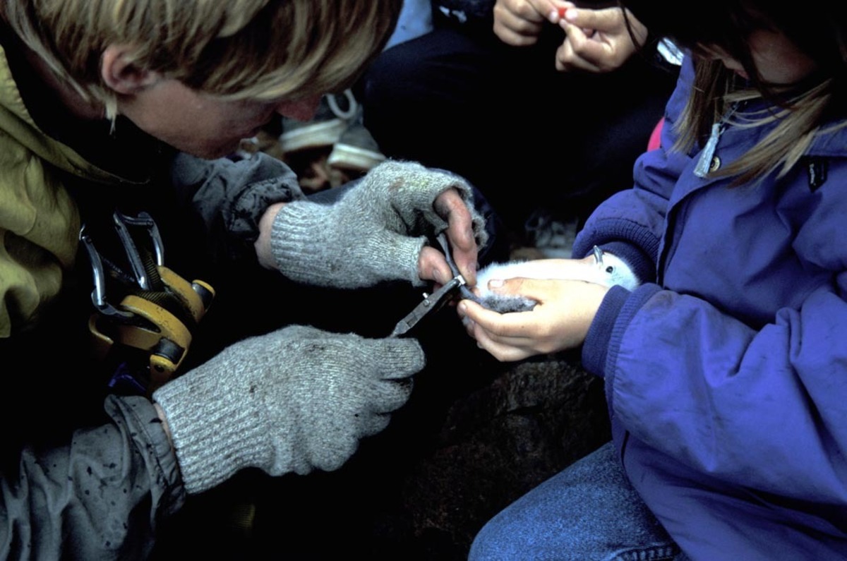St. George Island, Pribilofs, Stewardship camp students band chick ...