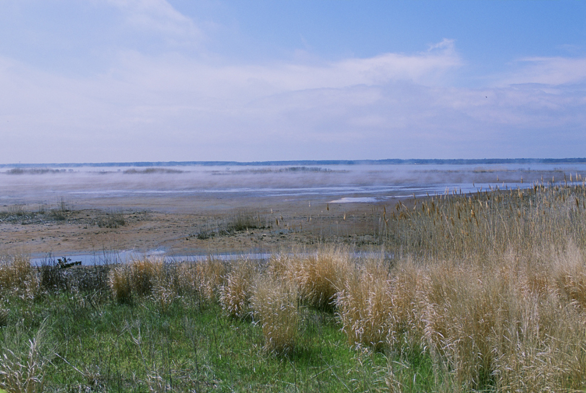 Edwin B. Forsythe National Wildlife Refuge | FWS.gov