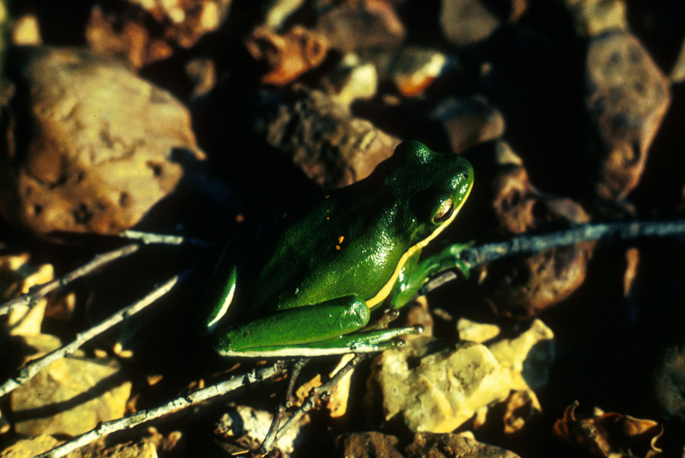 Green Tree Frog | FWS.gov
