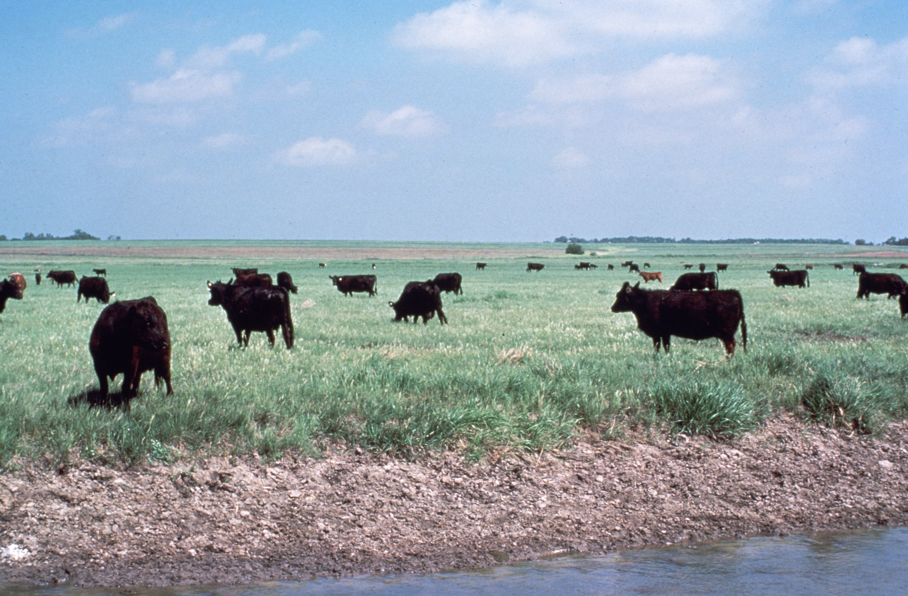 Grazing (Other uses for Wetlands) | FWS.gov