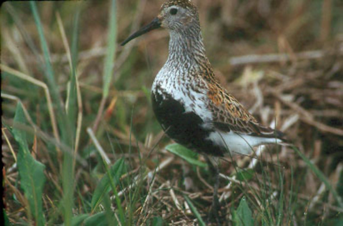 Dunlin | FWS.gov