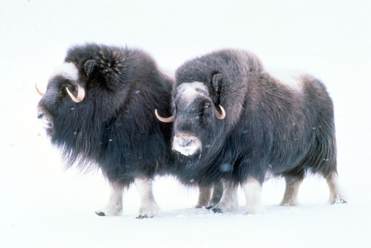 Muskoxen | FWS.gov