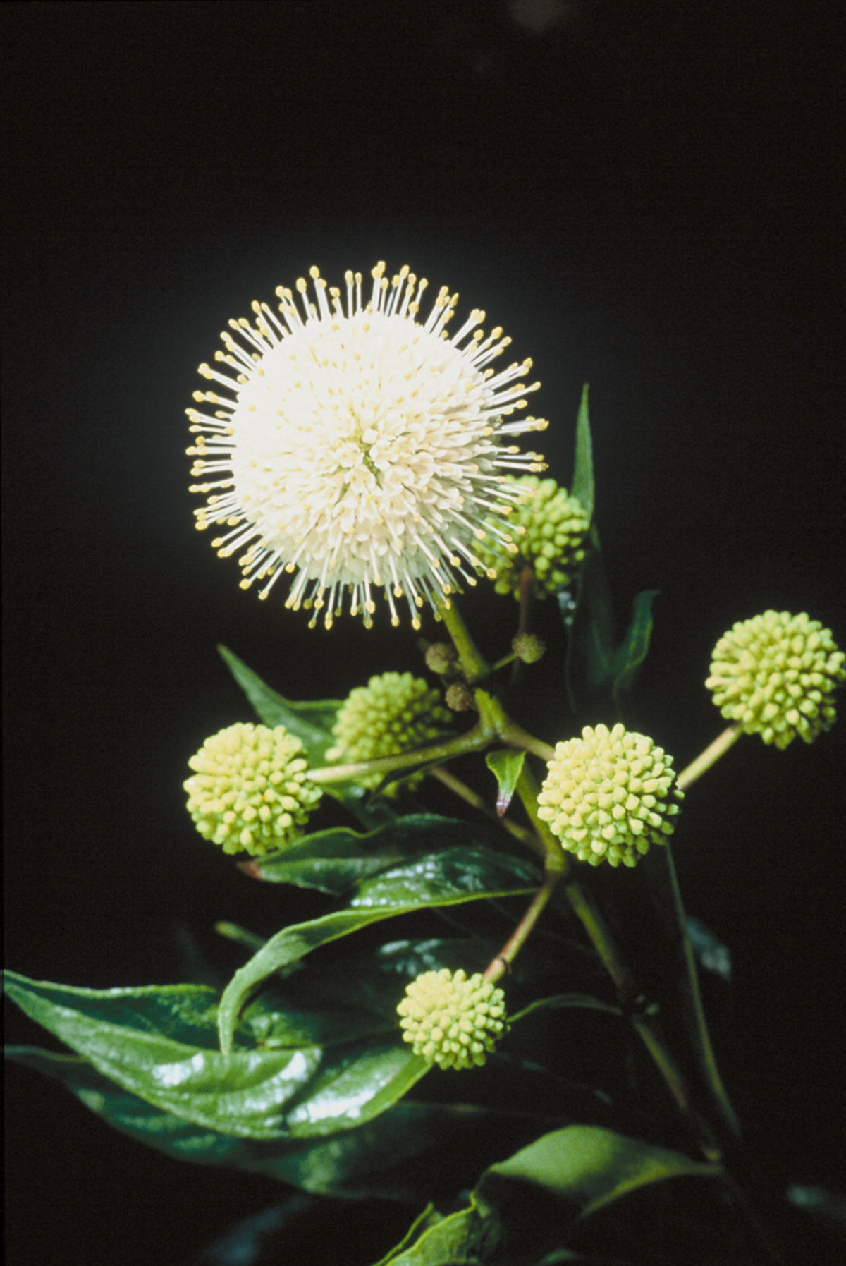 Buttonbush | FWS.gov