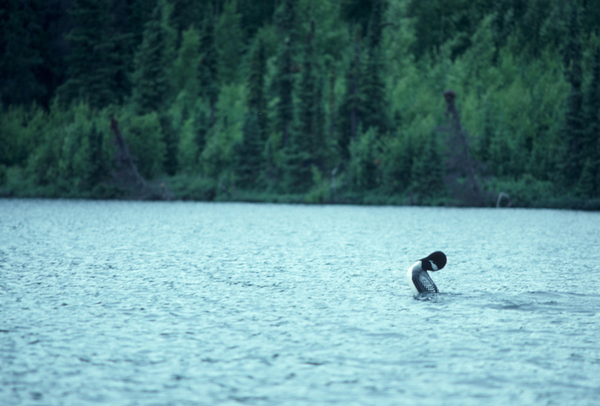 Common Loon Mating Display on Water | FWS.gov