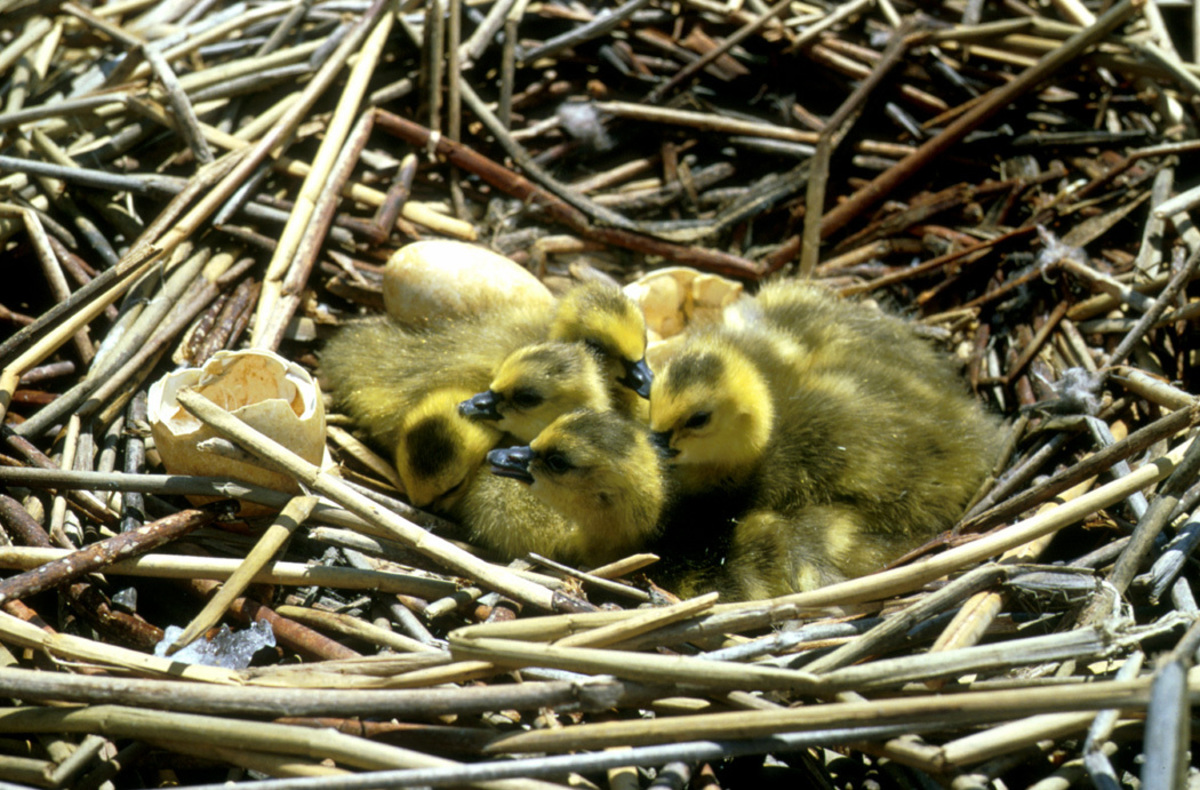 Canada geese goslings | FWS.gov