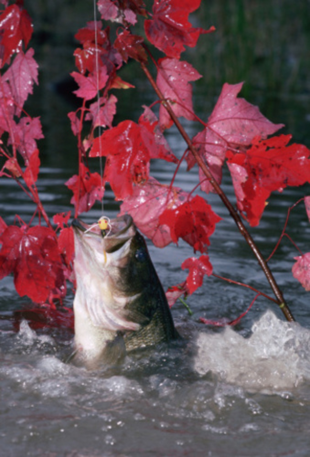 Falling fishing | FWS.gov