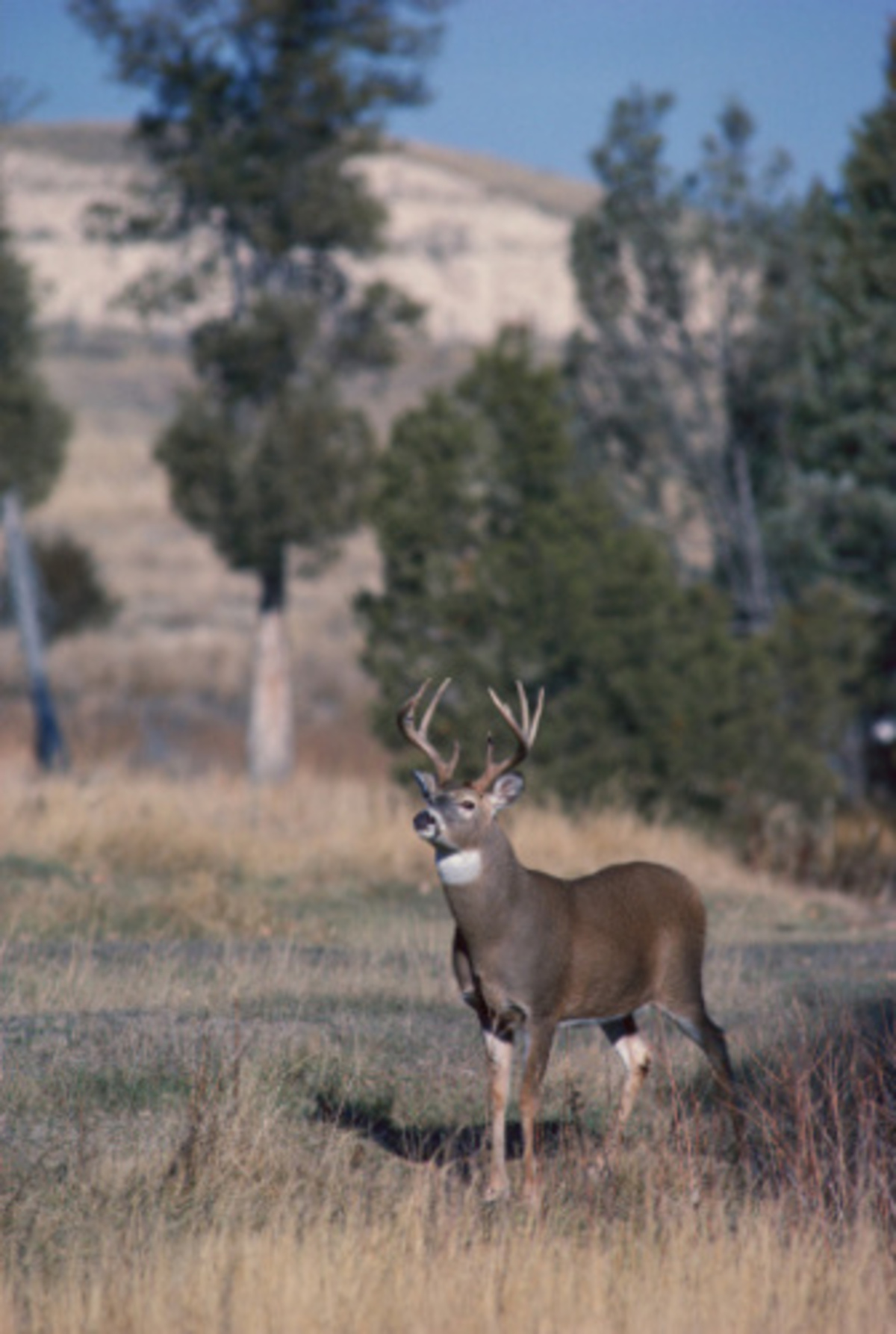 White-tailed deer buck | FWS.gov