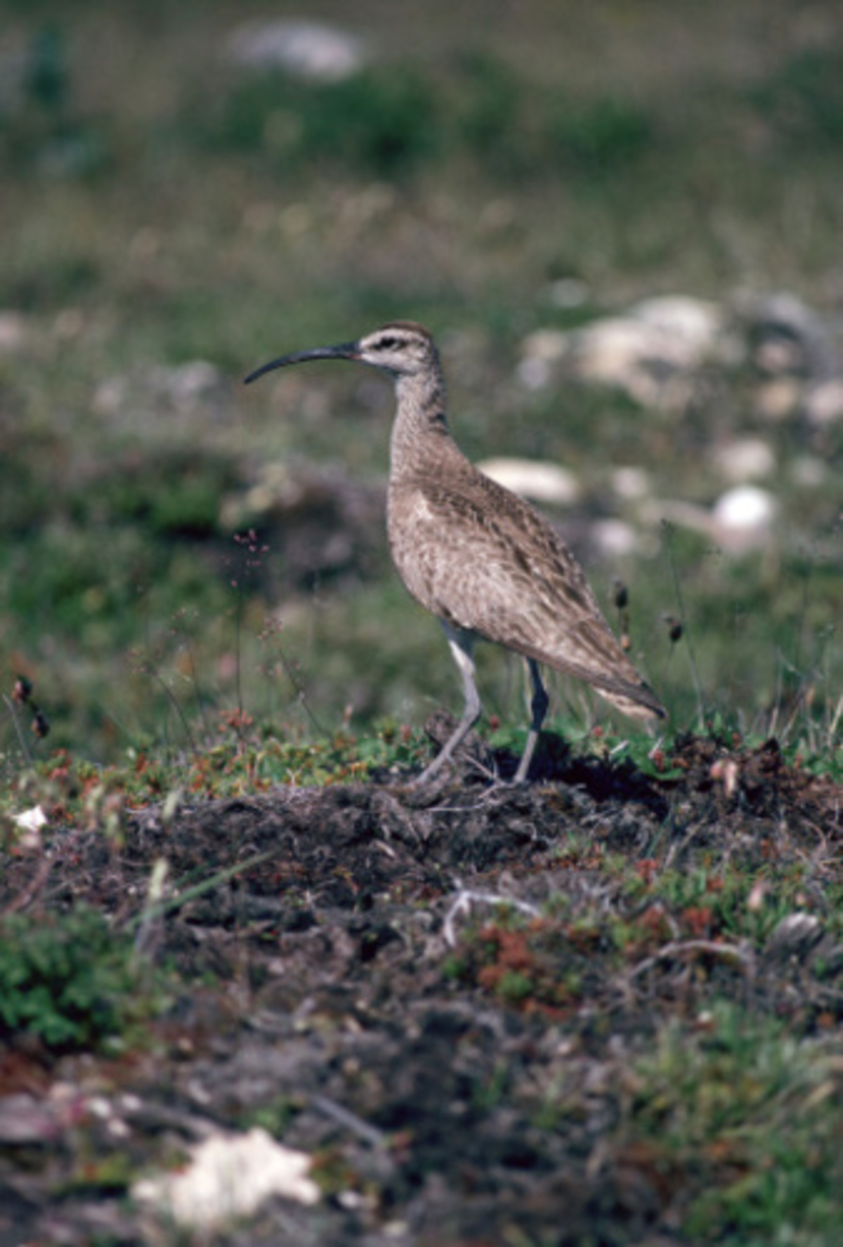 Whimbrel | FWS.gov