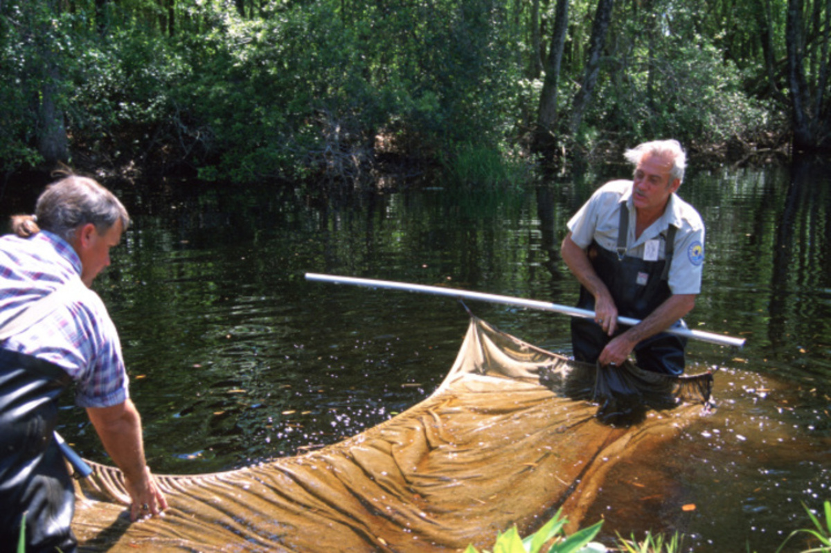 Volunteers seining | FWS.gov
