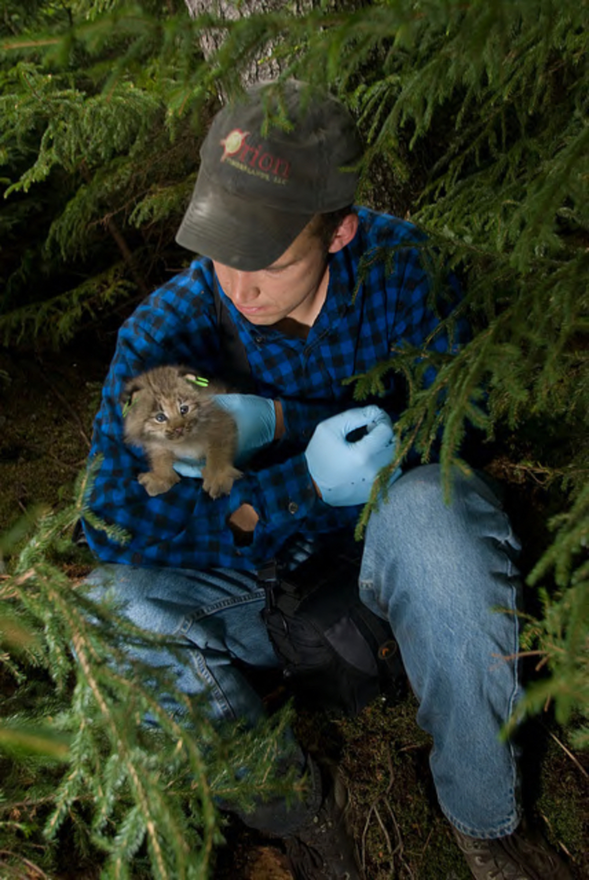 Canada lynx kitten | FWS.gov