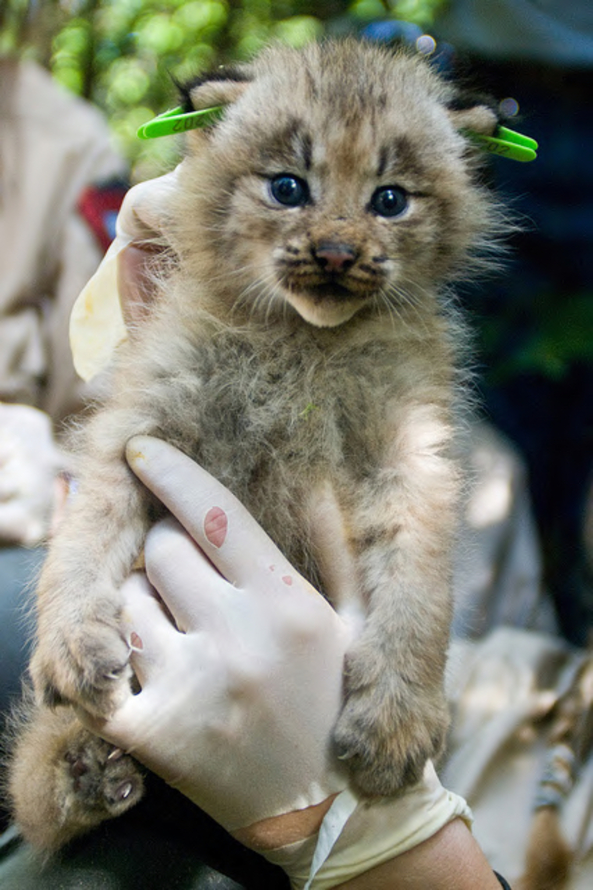 Canada lynx kitten | FWS.gov