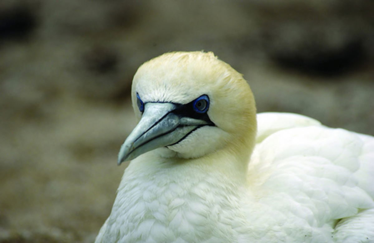 Gannet | FWS.gov