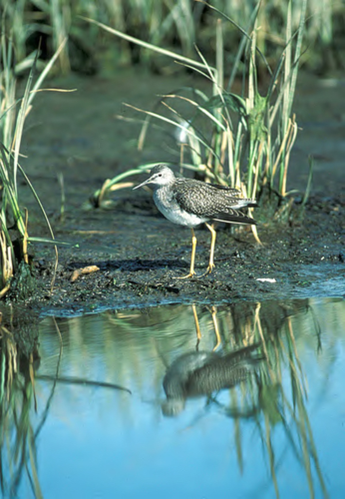 Lesser yellowlegs | FWS.gov