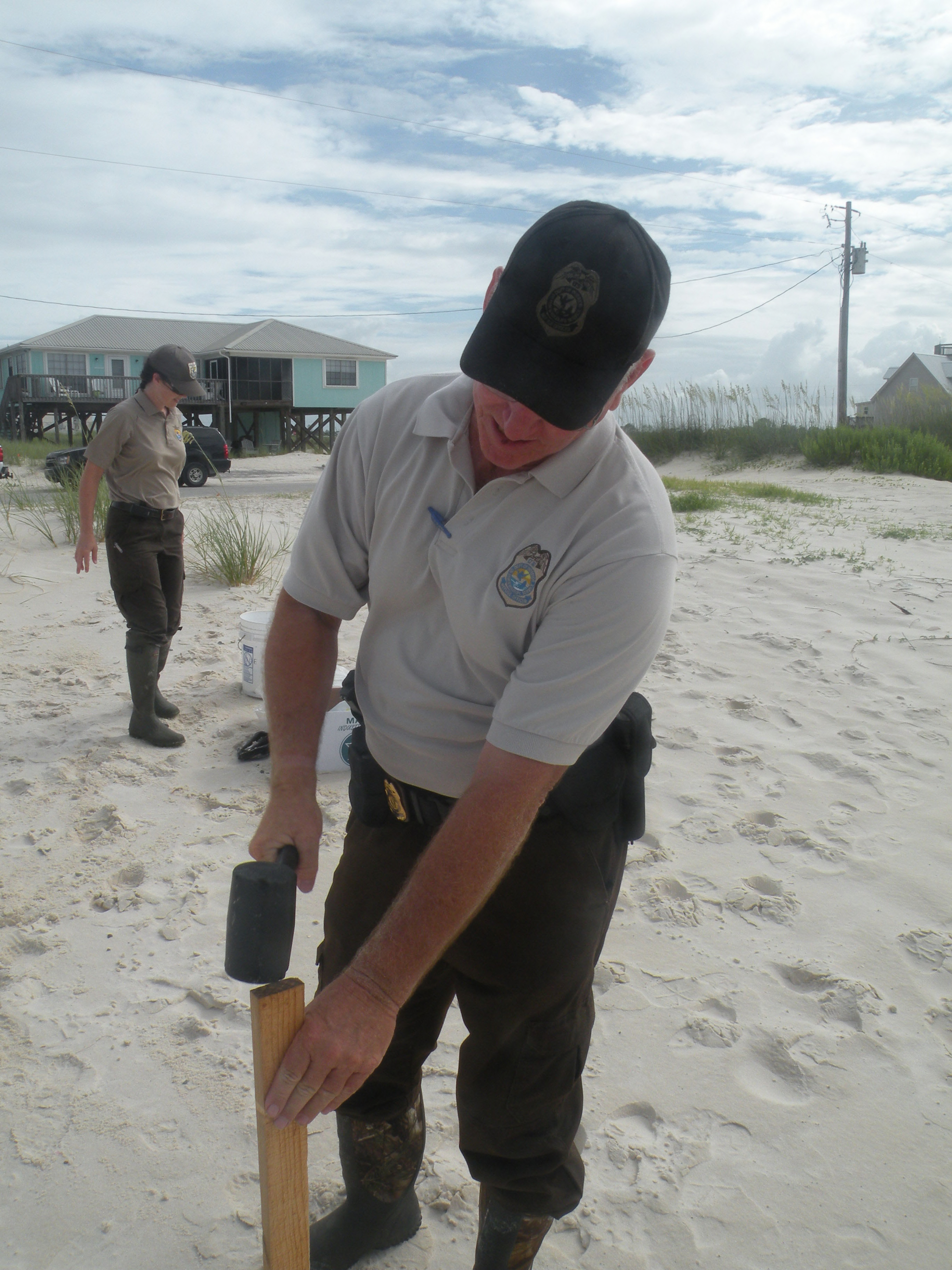 Sea turtle nest relocation | FWS.gov
